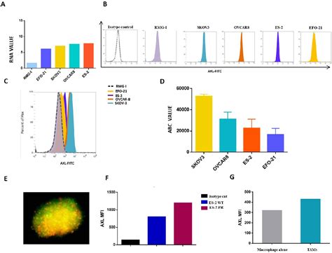 Figure 1 From A First In Class Pronectin™ Based Bispecific T Cell