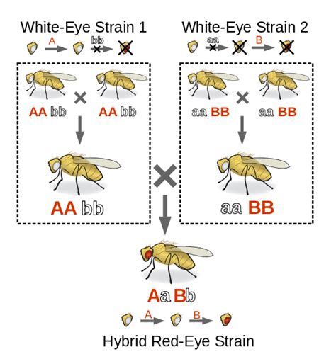 What Is The Difference Between Complementary And Supplementary Genes Pediaacom