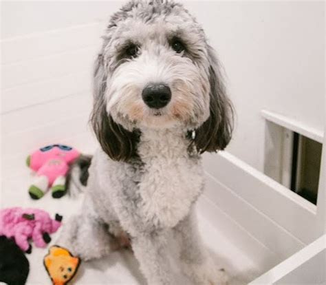 Sheepadoodle Lifespan How Long They Live And Health Tips