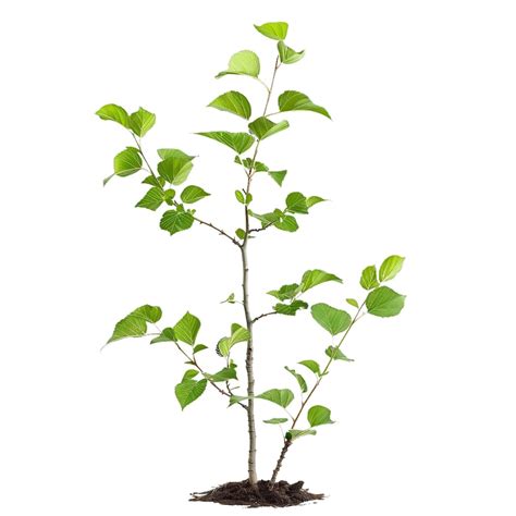 A Small Tree Sapling With Green Leaves On A White Background Premium