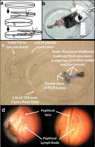 Intravital Imaging Of The Mouse Popliteal Lymph Node Protocol