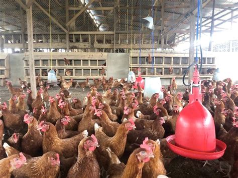 A Guide To Poultry Farming Business In India