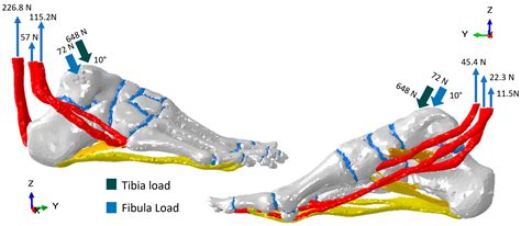 The Effects Of Midfoothindfoot Fusions On The Behaviour Of Peroneus