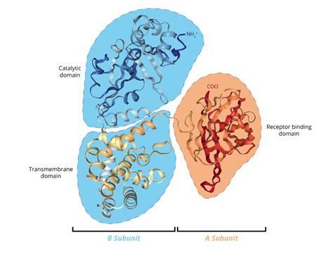 Diphtheria Diagram