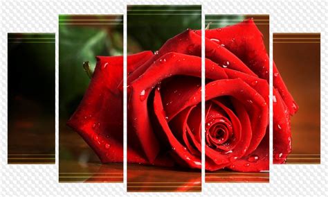 Red Rose Modular Image Psd Png