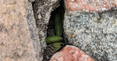 Leafcutter Bee Cocoons Album On Imgur
