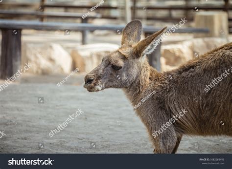 Sad Kangaroo