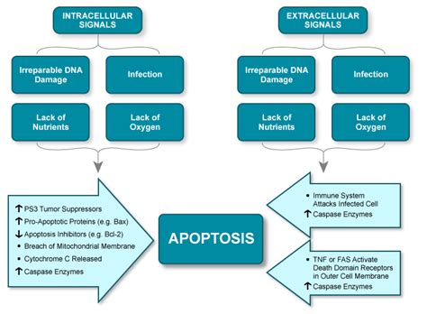 How Does Apoptosis Work