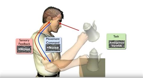 Insights From The Bayesian Brain Theory
