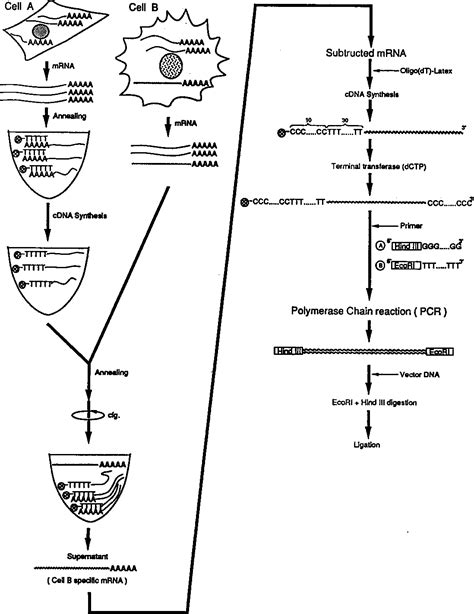 Figure 2 From Subtractive Cdna Cloning Using Oligo Dt 30 Latex And Pcr