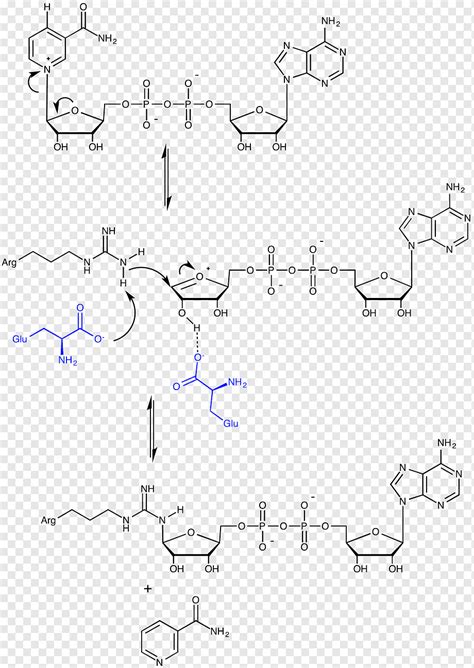 Adp 리보 실화 아데노신 디 포스페이트 폴리 Adp 리보스 중합 효소 콜레라 독소 메커니즘 기타 각도 텍스트 Png Pngwing