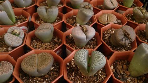 Tips For Growing Living Stones Plants