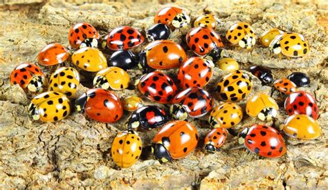 Yellow Ladybugs Eating My Garden At Marjorie Lockett Blog