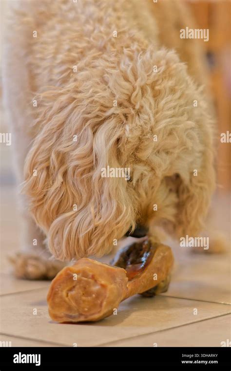 Mein Fressen Der Cockapoo Mit Seinem Hundeknochen Siegsdorf Bayern