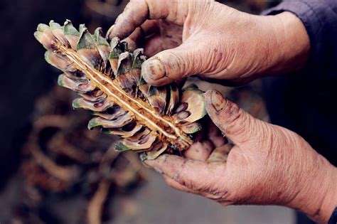 松果松子 带松子的松果 第10页 大山谷图库