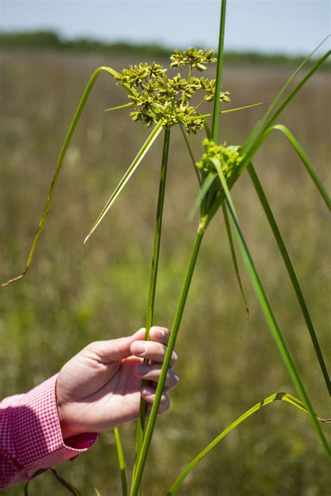 Cyperus Virens 照顧，種植，繁殖，開花時間 Picturethis