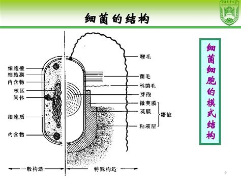 细菌的结构图 千图网