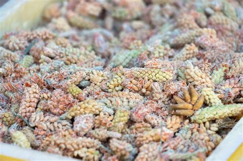 Premium Photo Collecting And Harvesting Pine Pollen From
