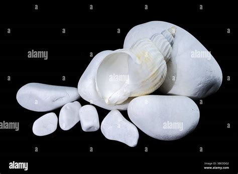 A White Buccinum Undatum Seashell Resting On Smooth White Stones