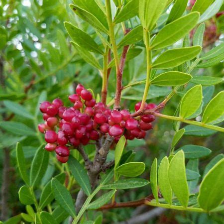 Mastic Tree Pistacia Lentiscus Perfumetherapy