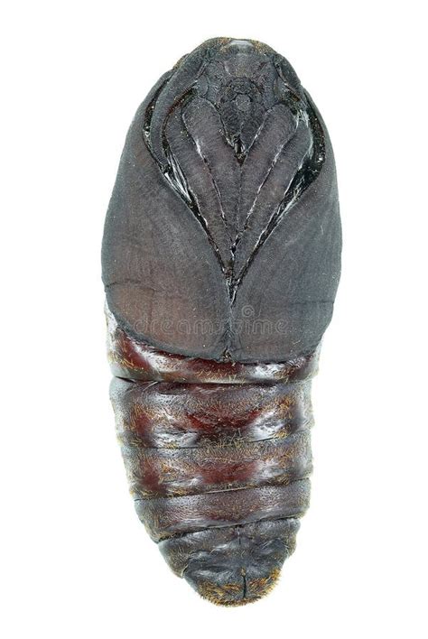Cypress Silk Moth Or Greek Silk Moth Pupa Stock Image Image Of Insects Larvae 328048289
