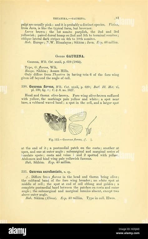 This Section Focuses On Moth Species Their Characteristics Behavior