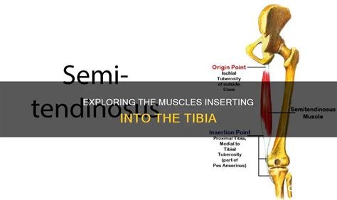 Exploring The Muscles Inserting Into The Tibia Cyvigor