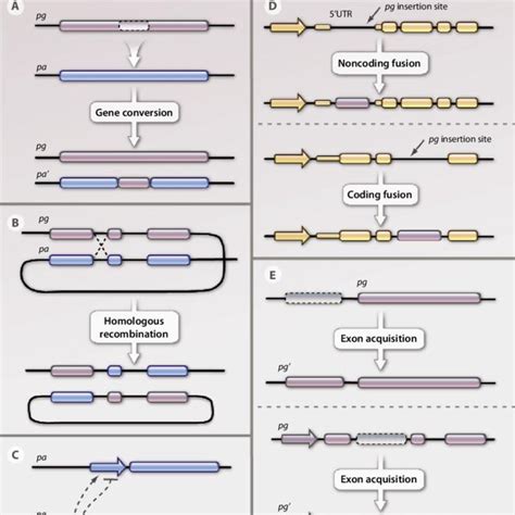 Types Of Pseudogenes A Nonprocessed Pseudogenes Derive From Gene