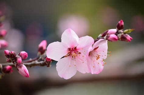 Japanese Flower Branch