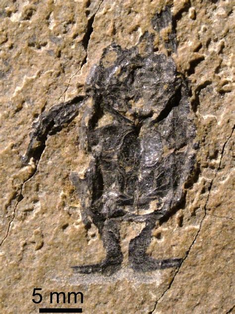 Microbrachius Dicki Landscapes Of Orkney