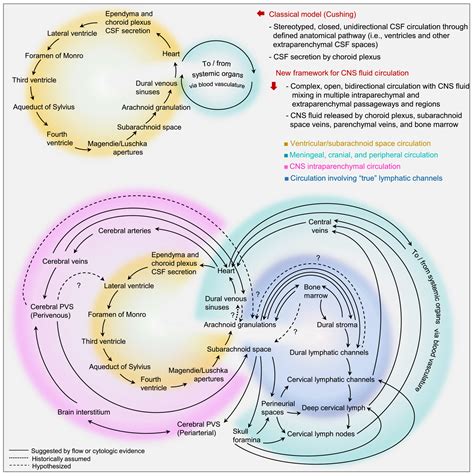 Understanding Central Nervous System Fluid Networks Historical Perspectives And A Revised Model