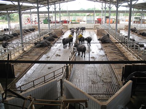 Water Buffalo Farm