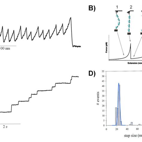 Capturing Single Protein Refolding Reactions Using Smfs A Cartoon Download Scientific Diagram