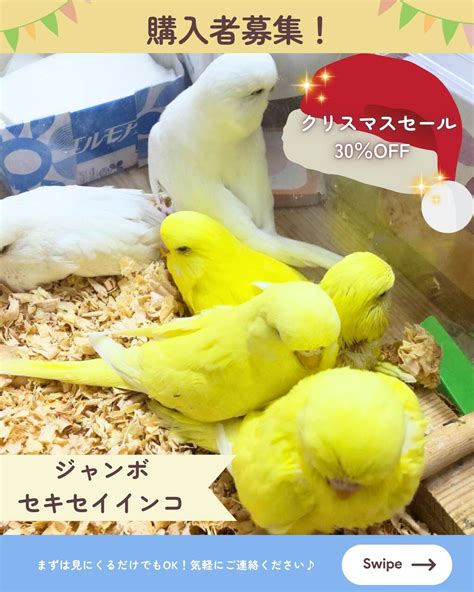 パステルバード倶楽部｜東京でインコの自家繁殖・販売 🦜ジャンボセキセイインコ こんにちは♪ 東京都青梅市でインコの自家繁殖・直売をやっています。 本アカウントは、ブリーダーの父に代わって