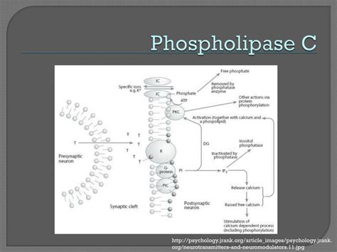 Ppt Topic 3 Cell Signalling Powerpoint Presentation Free Download