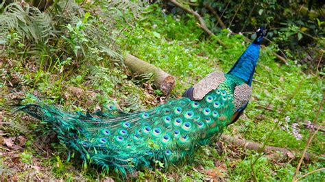 Wildlife Feather Jungle Peacock Gorgeous Powerpoint Background For Free