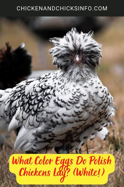 What Color Eggs Do Polish Chickens Lay White Chicken And Chicks Info