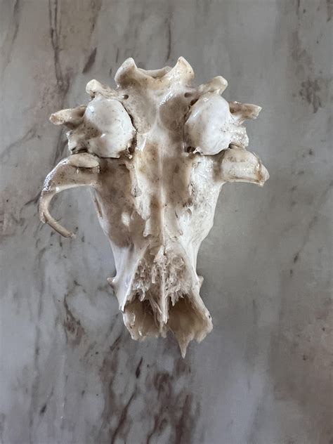 Can Someone Identify This Skull Rskulls