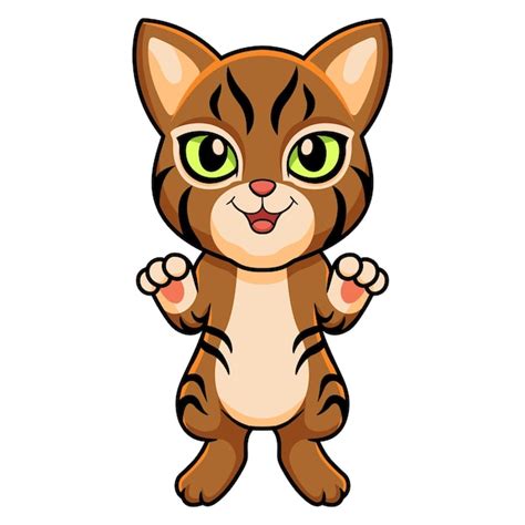 Premium Vector Cute Pixie Bob Cat Cartoon