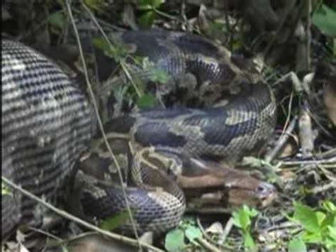 Python YouTube