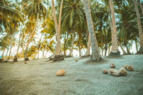 Premium Photo Coconut Palms On A Tropical Island Coconut Palm Trees