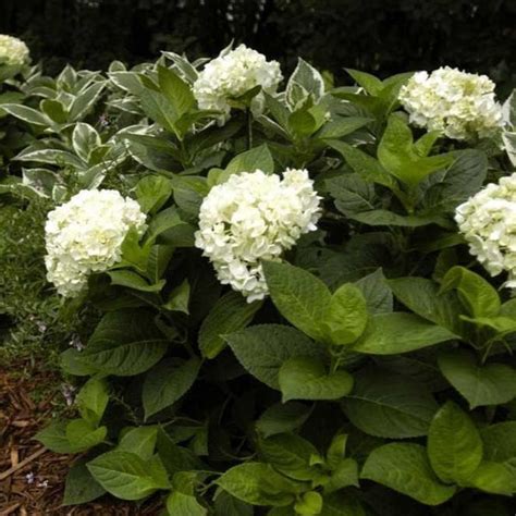 Blushing Bride Hydrangea A Best Seller Plantingtree