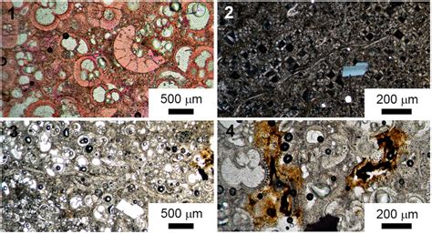 Sample 0365 Micritic Calcarenite Rock With A Predominance Of Download Scientific Diagram