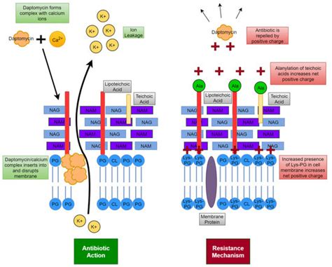 The Cell Wall Cell Membrane And Virulence Factors Of Staphylococcus Aureus And Their Role In