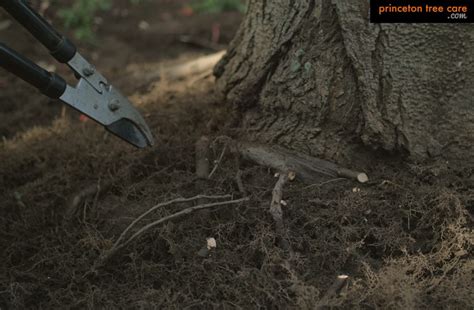 The Importance Of Tree Root Management Princeton Tree Care