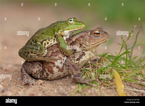What Is The Difference Between A Male Frog And A Female Frog