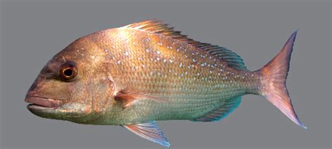 Snapper Species Identification Ocean Hunter New Zealand