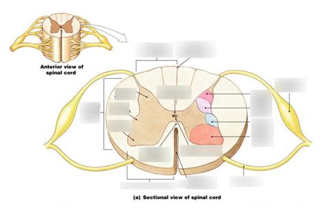 Gray Horns Of Spinal Cord