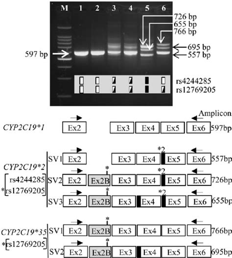 Structure Of Alternative Cyp2c19 Mrnas In Livers With Rs4244285 And