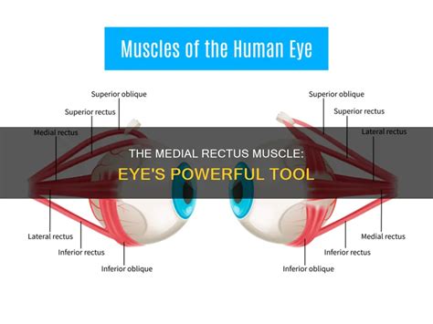 The Medial Rectus Muscle Eyes Powerful Tool Cyvigor